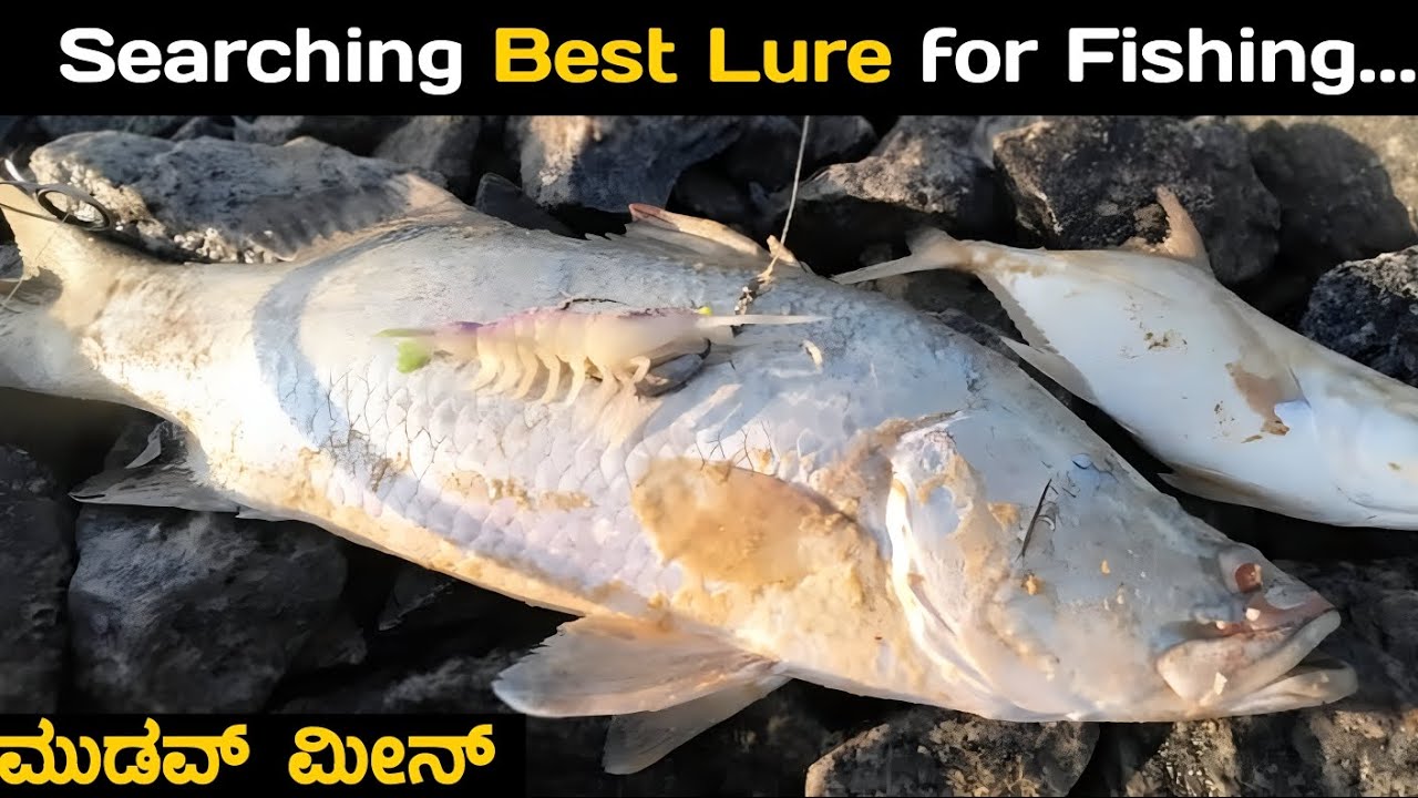 Best Lure for Baramundi | Crazy prawns | Jelly prawns - YouTube
