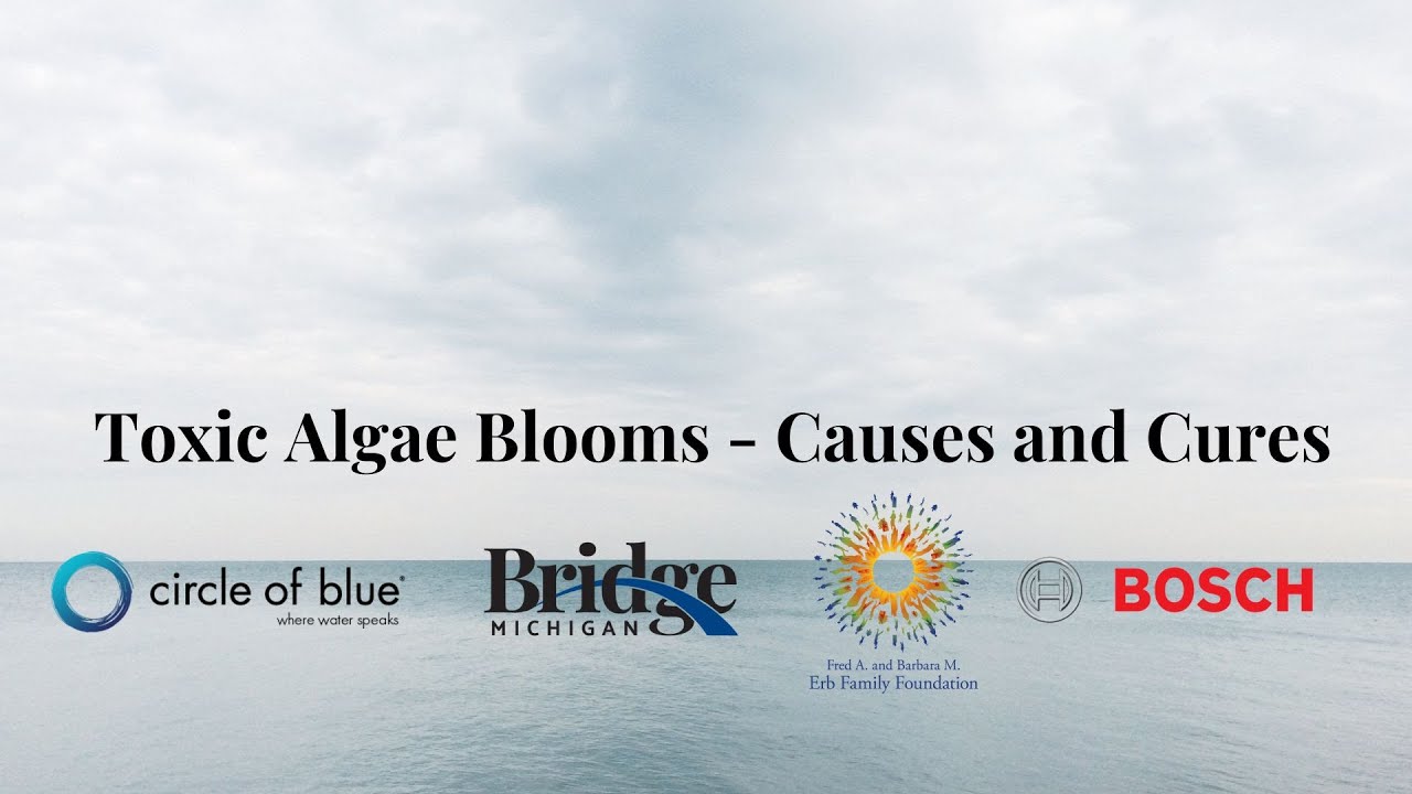 Toxic Algae Blooms - Causes and Cures - YouTube