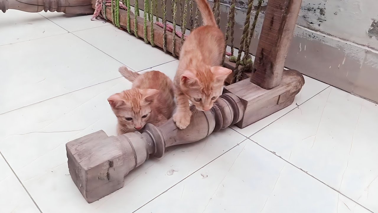 Funny Cats and Cute Kittens Playing - YouTube