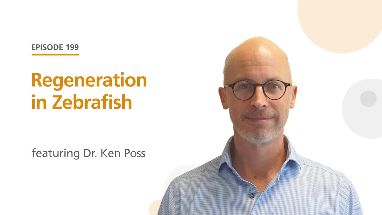 Regeneration in Zebrafish featuring Dr. Ken Poss | The Stem Cell ...