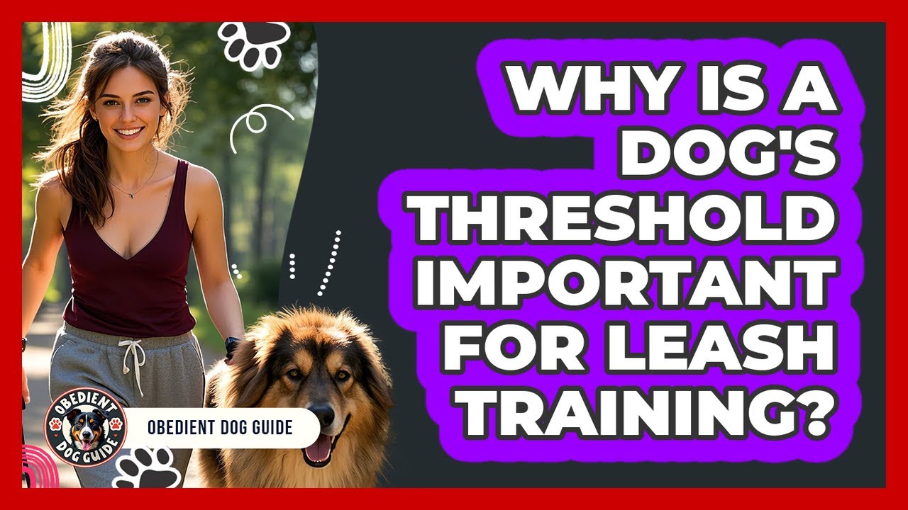 Why Is A Dog's Threshold Important For Leash Training? - Obedient Dog ...