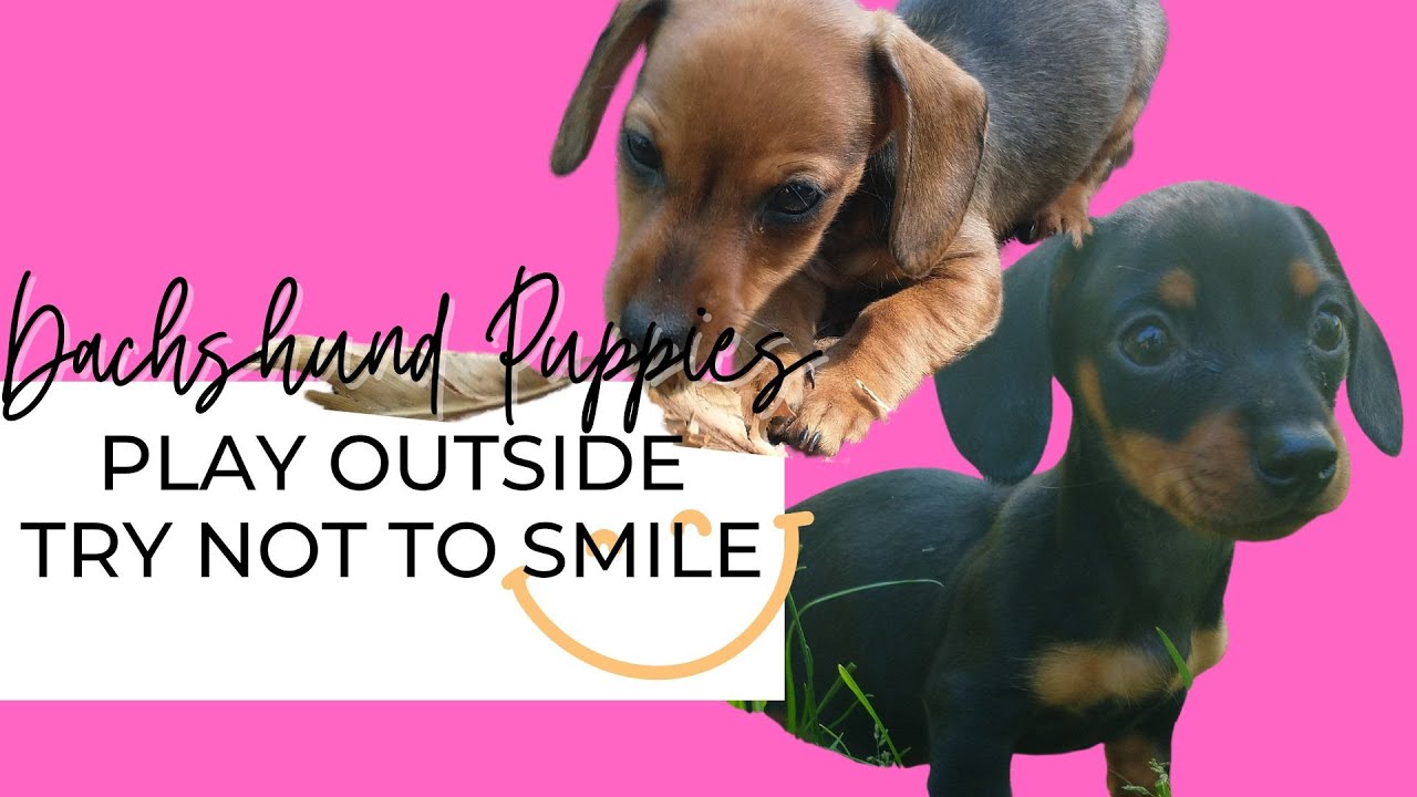 8 Week Old Dachshund Puppies Play Outside 🐾 Cute Puppy Videos - YouTube