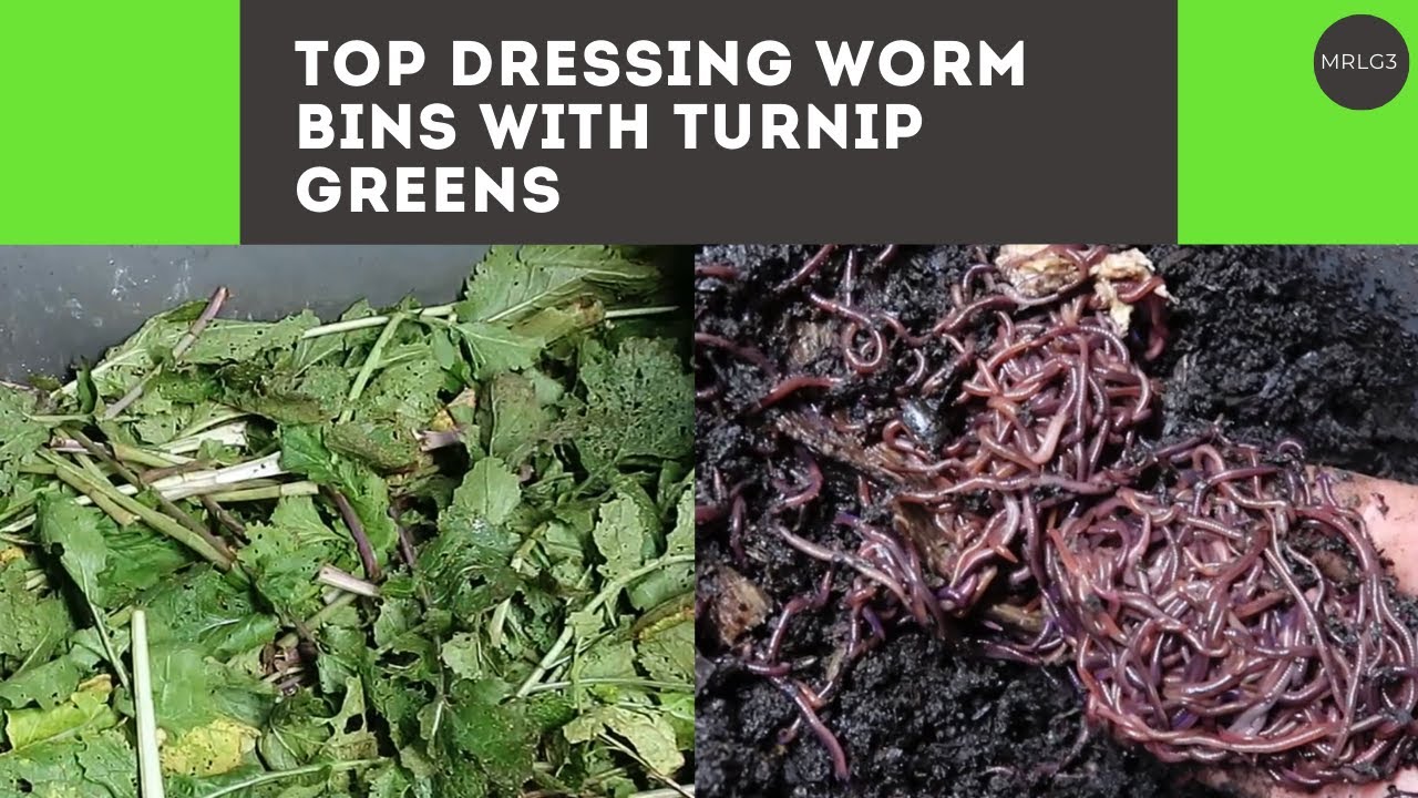 Top dressing my worm bins with organic turnip greens, fresh out of the ...