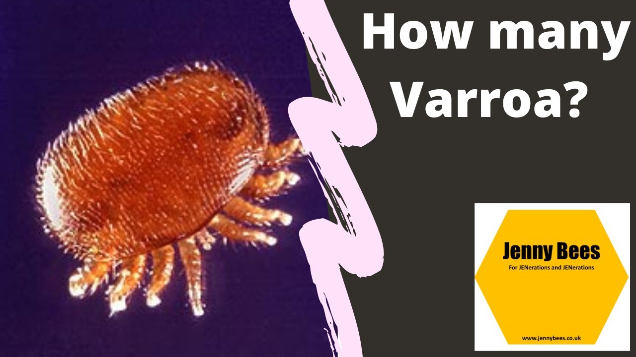 How to count varroa numbers - alcohol wash - YouTube