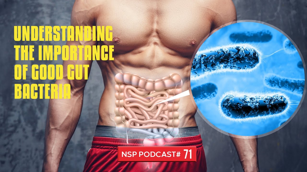 Understanding The Importance Of Good Gut Bacteria| The NSP Nutrition ...