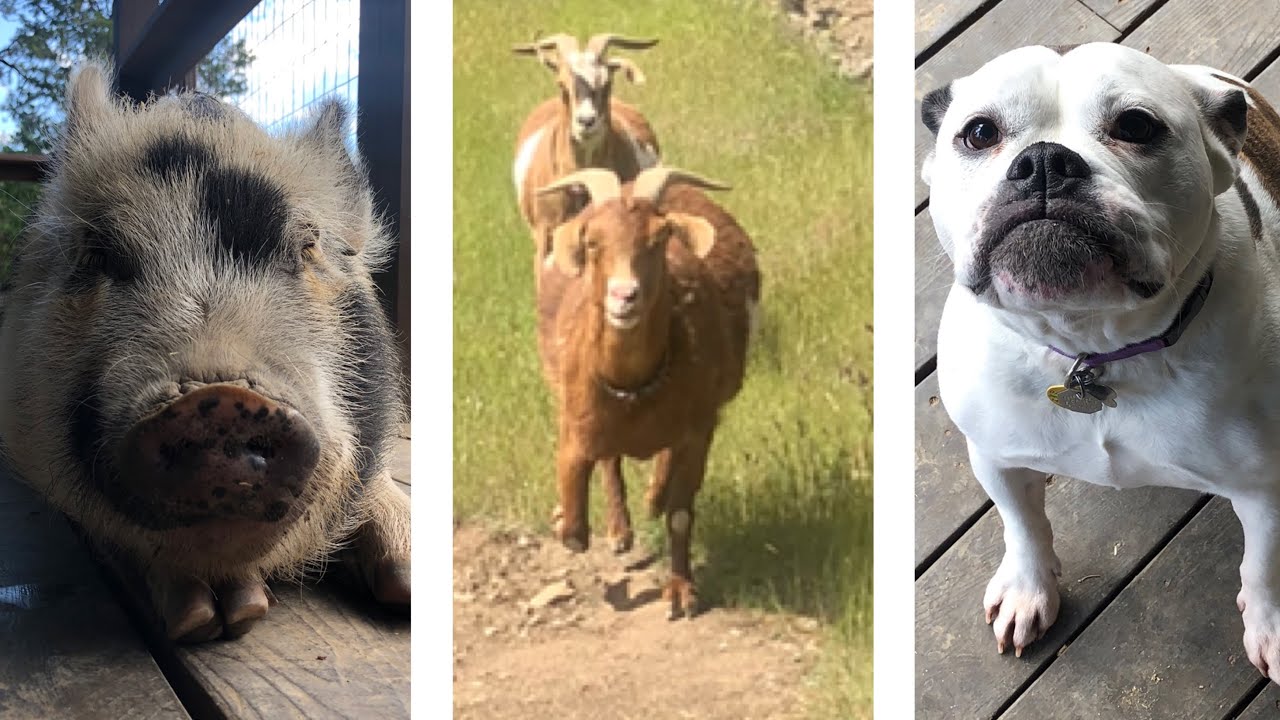 We All Need an Animal Intermission! - YouTube