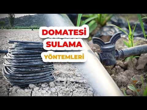 Domates Yetiştiriciliğinde Kullanılan Sulama Sistemleri