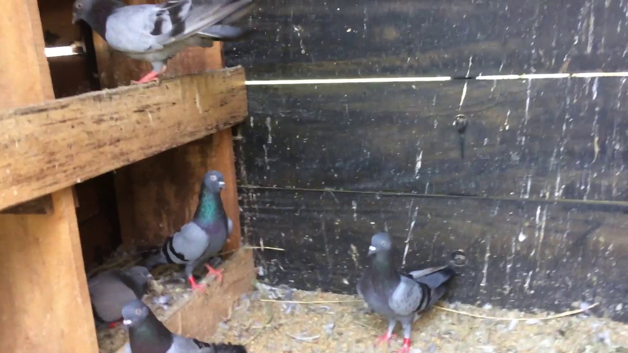 Srilankan pigeons / paravi maliyaa Anuradhapura - YouTube