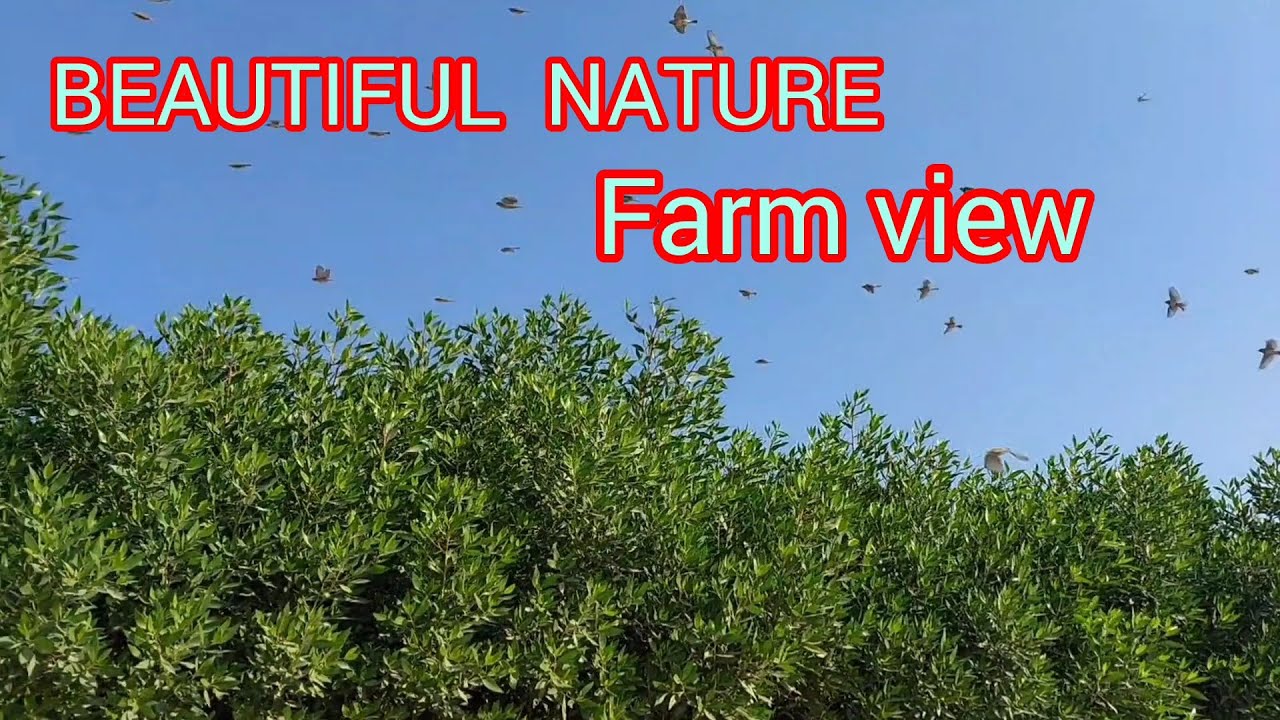 So many birds/Beautiful nature/Farm view/Precious M Vlog - YouTube