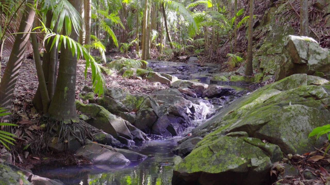 Rainforest Creek Visual Meditation With Audio - YouTube