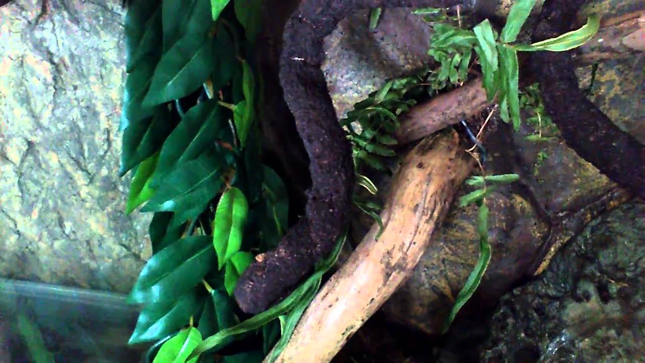 Green Tree Frog terrarium Setup - YouTube