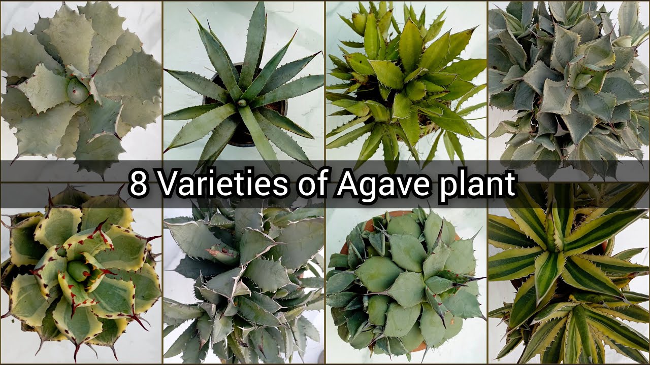 8 Different types of Agave with names / Different varieties of Agave ...