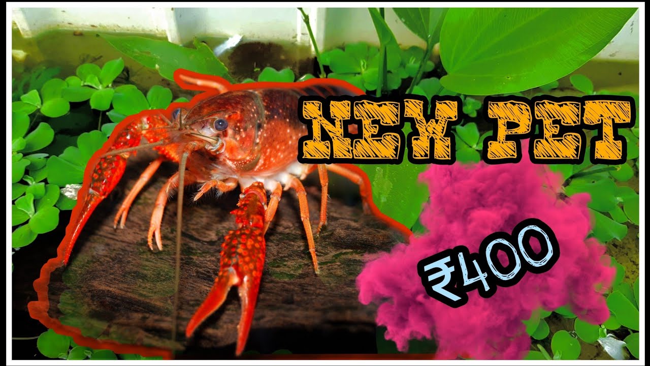 Our New Pet-CRAY FISH or LOBSTER 🦞 🤔||Neraya peru itha LOBSTER nu ...