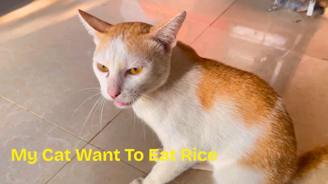 How To My Cat Want To Eat Rice - YouTube