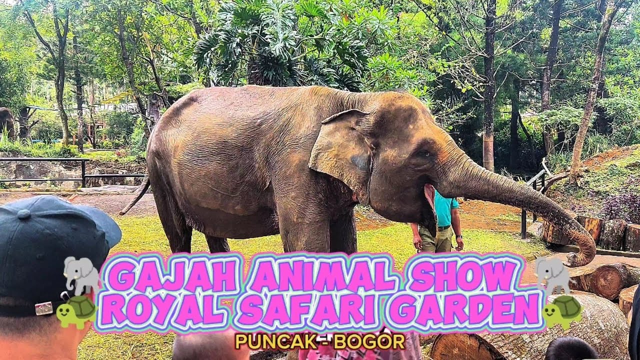 Gajah RAKSASA 🐘 Royal Safari Garden 🦆🦒🐢 - YouTube