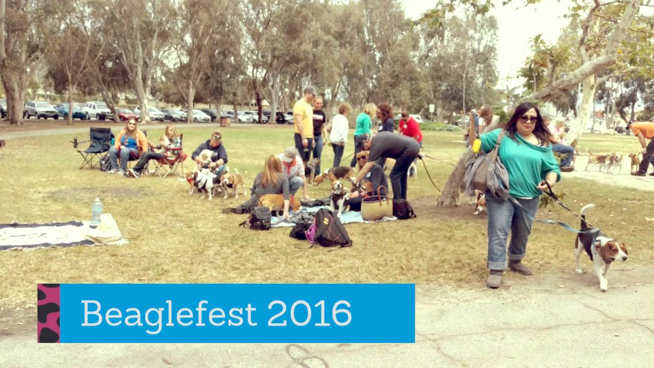Beaglefest 2016 - YouTube