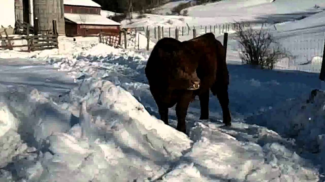 Red Bull Bellowing - YouTube