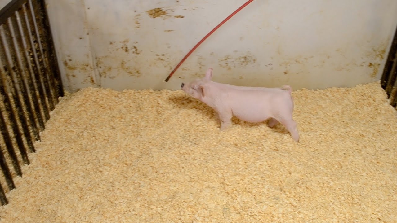 Todd Showpigs April 12 Pig 17 - YouTube