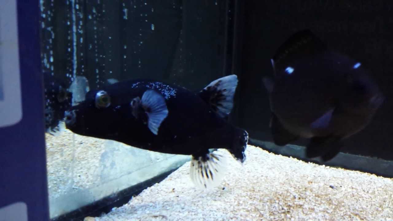 Midnight Puffer $285 - Fiji - YouTube