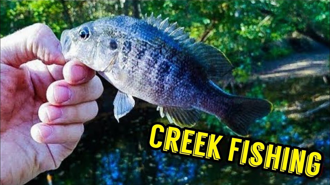 Wading a CREEK Loaded with FISH (multispecies fishing) - YouTube