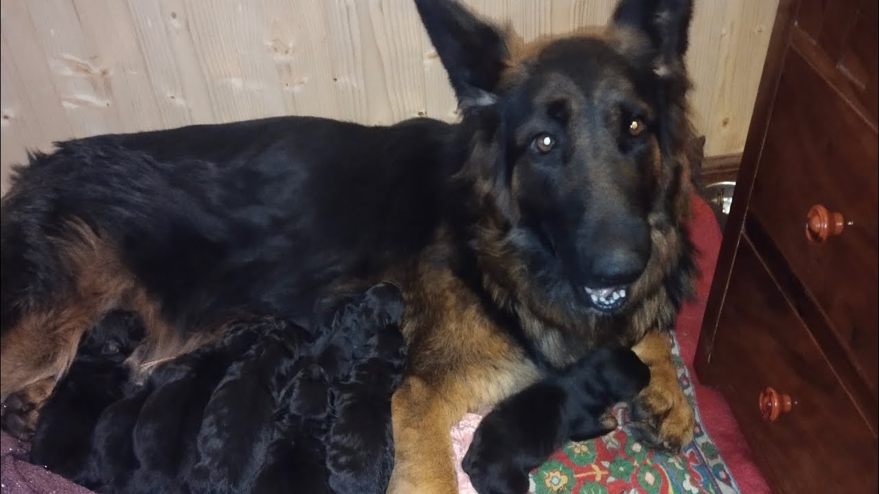 German shepherd (Freya) Giving birth to 9 puppies.- (First Litter ...