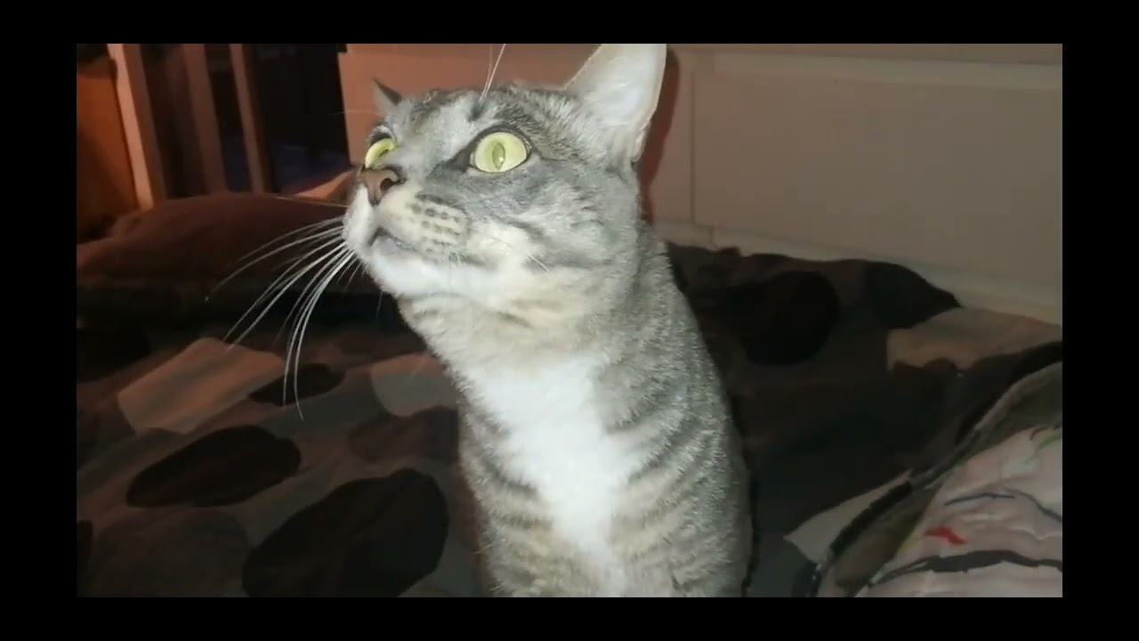 Top COMEDY Expert Reveals Best Funny Cat Moments - YouTube