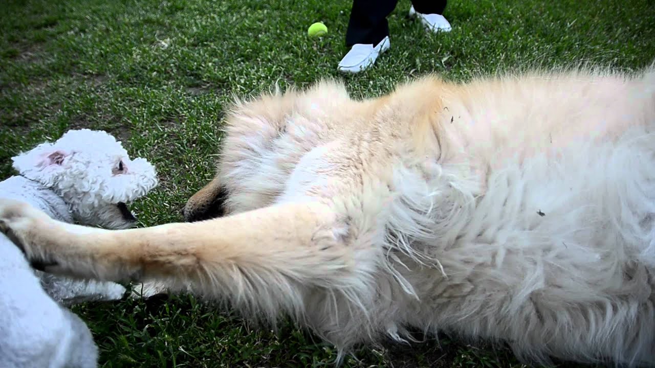 Cody and Sammy - YouTube