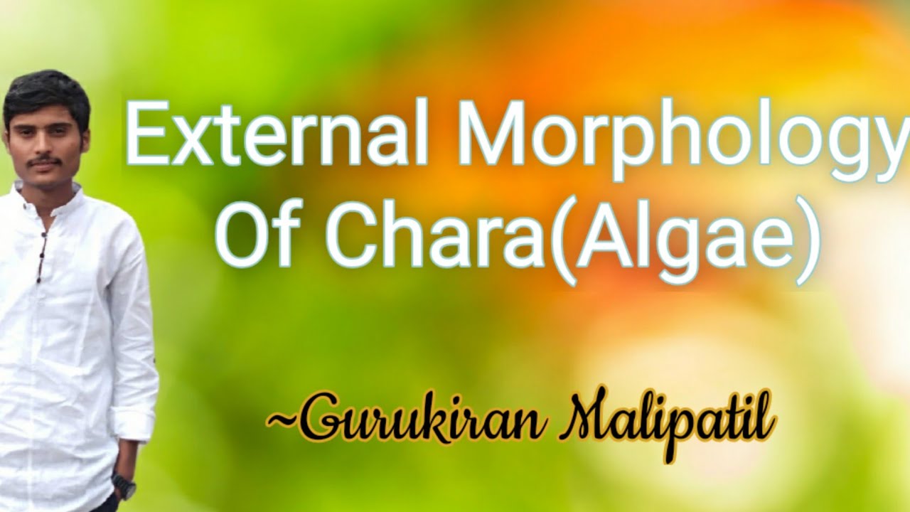 External Morphology Of Chara(Algae) - YouTube