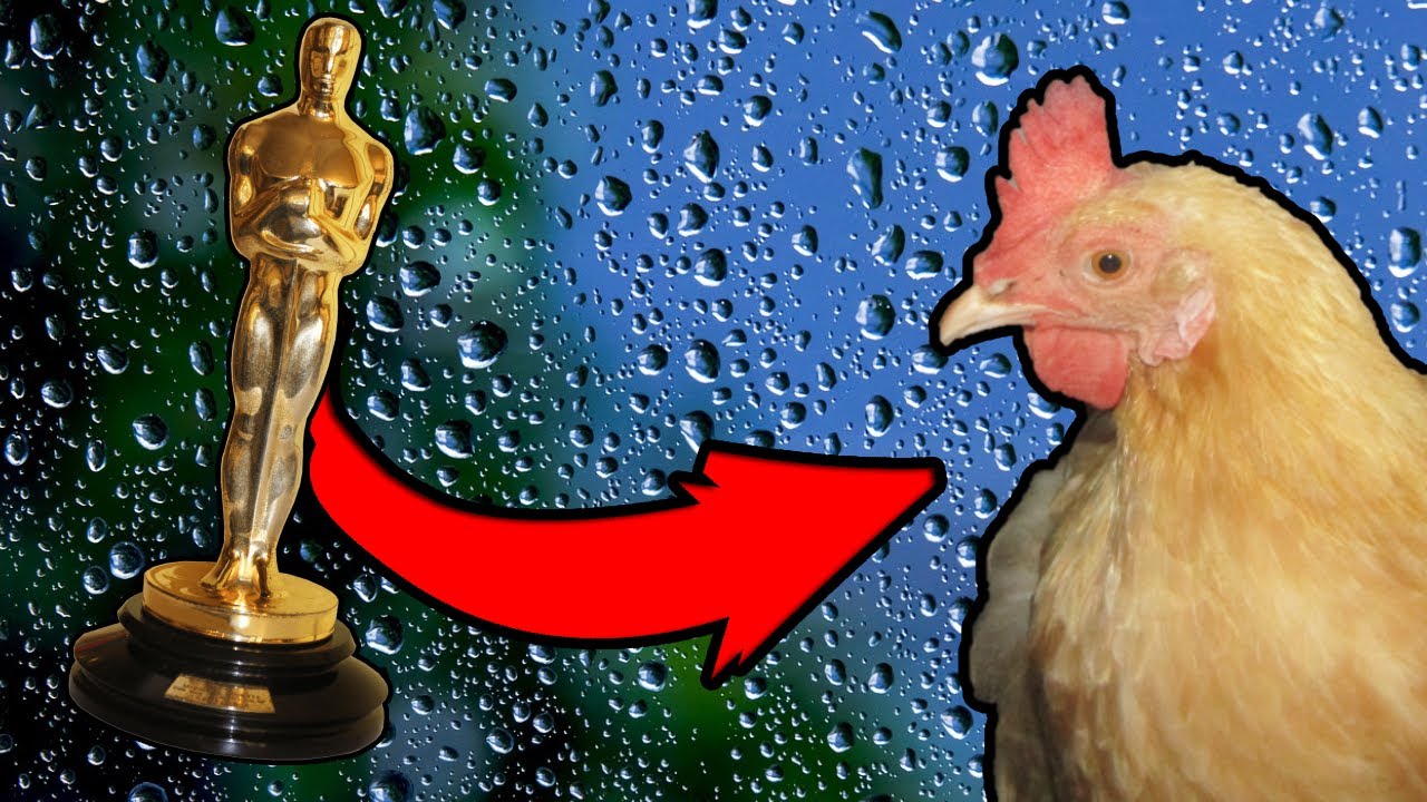 My Chickens Just Won an Award! - YouTube