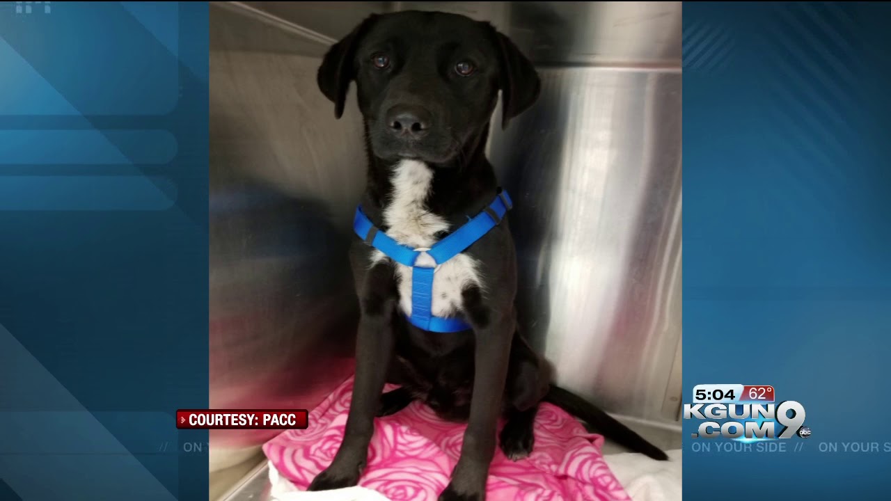 Dog found hanging from tree, PACC investigating - YouTube