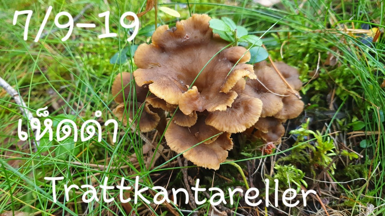 Trattkantareller ดอกกำลังพอกิน เห็ดเกิดอย่างเยอะ นาพาไปเก็บเห็ดดำ🍄 นำ ...