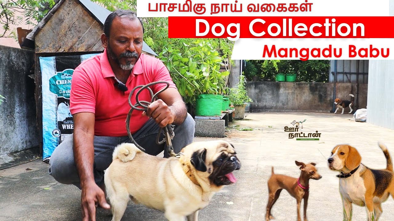 வீட்டிற்குள் வளரும் செல்லக்குட்டிகள் | Dog Breedsl | Oor Naattan - YouTube