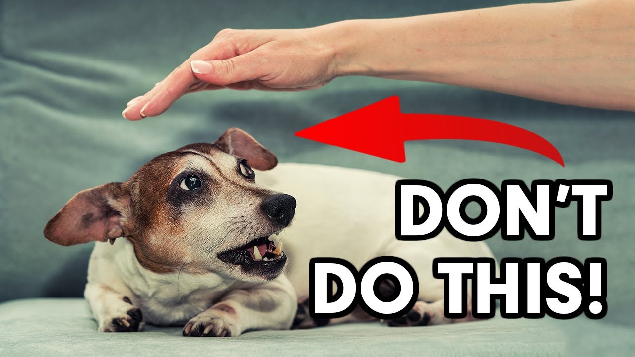 3 Things Most Pet Owners Do That Dogs Hate | From A Veterinarian Dr ...