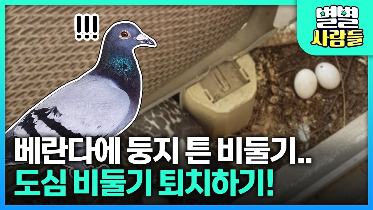 밤낮으로 구구 푸드덕 도심속 골칫거리 에어컨 실외기 비둘기 퇴치업체 방치하면 비둘기 배설물은 늘어나고 화재의 위험까지