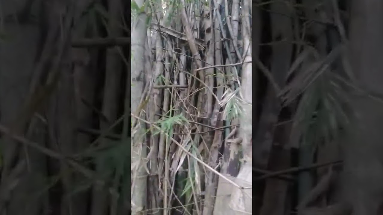 Bambu junder jumbo dan sabdo lutut - YouTube