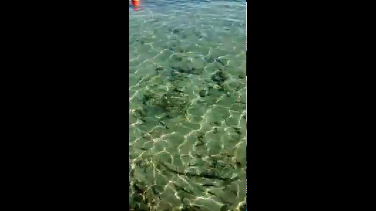 mira como comen los peces en la playa - YouTube