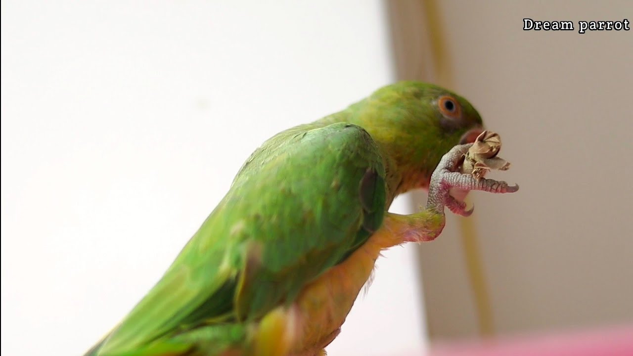 parrot smoking 🚬 - YouTube
