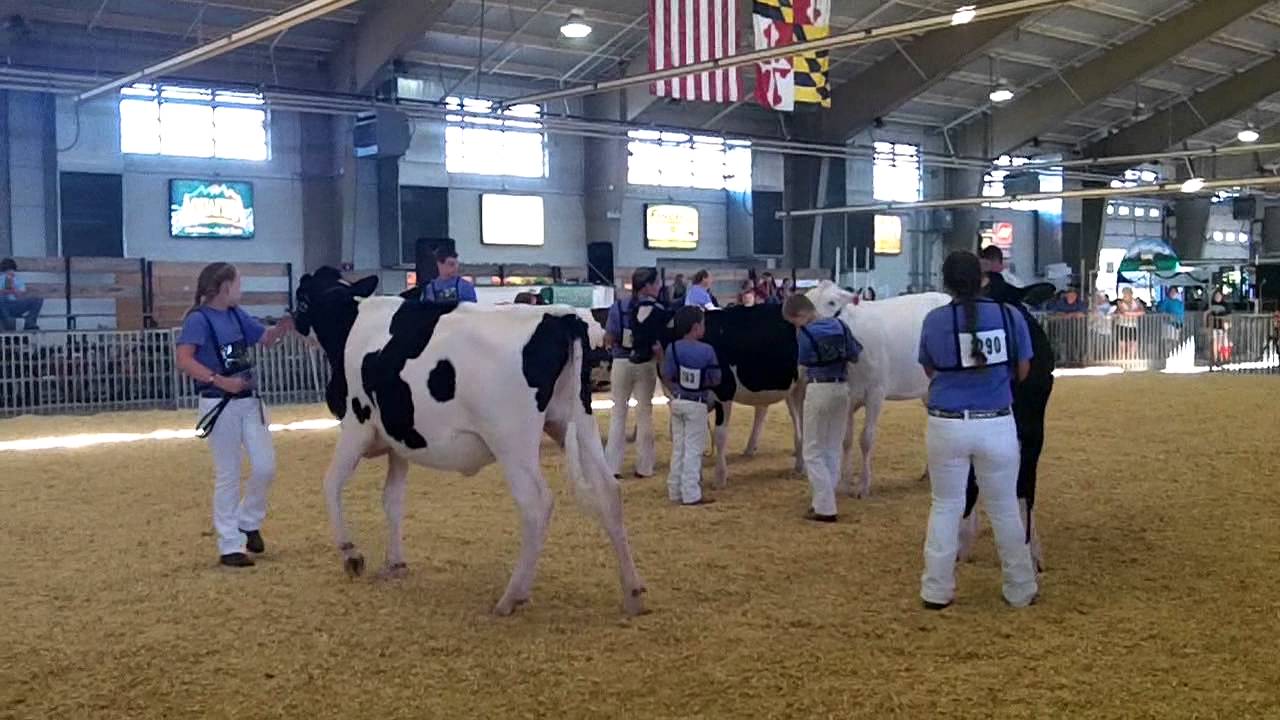 4H & FFA Fair 2013 - Dairy Breed Show - YouTube
