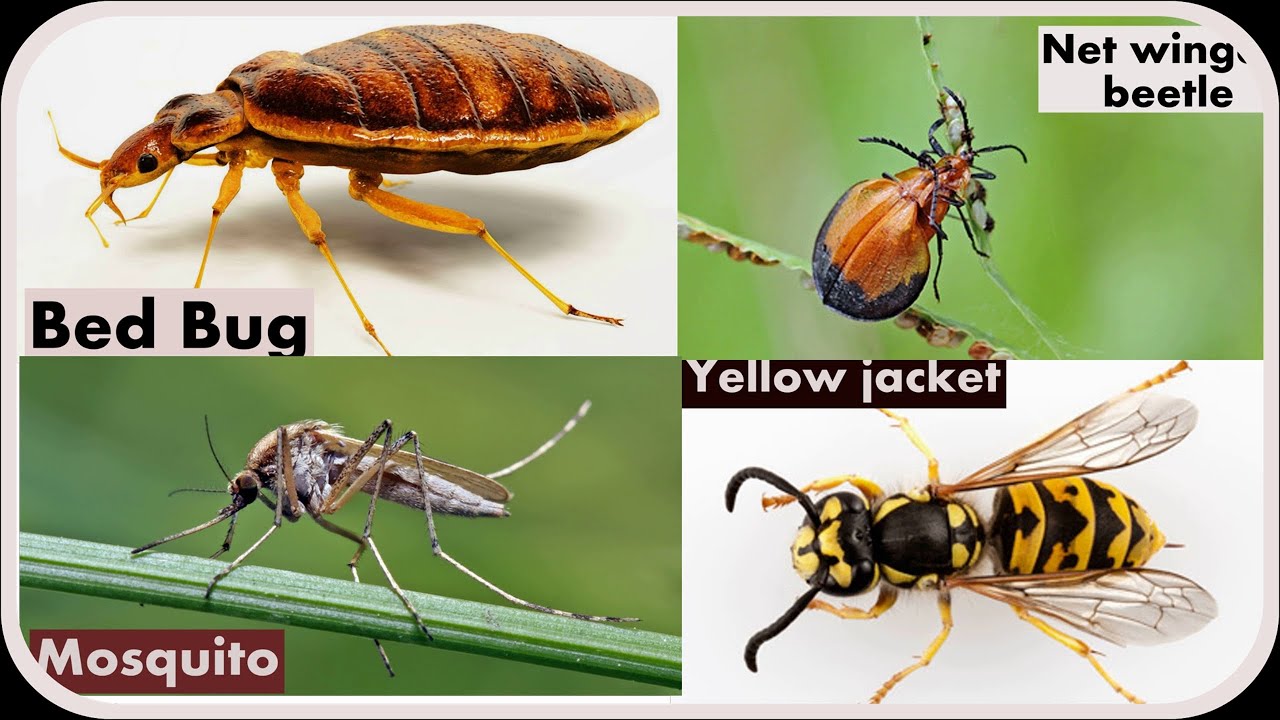 INSECTS NAMES IN ENGLISH || TYPE OF INSECTS AND PICTURES || LEARN ...