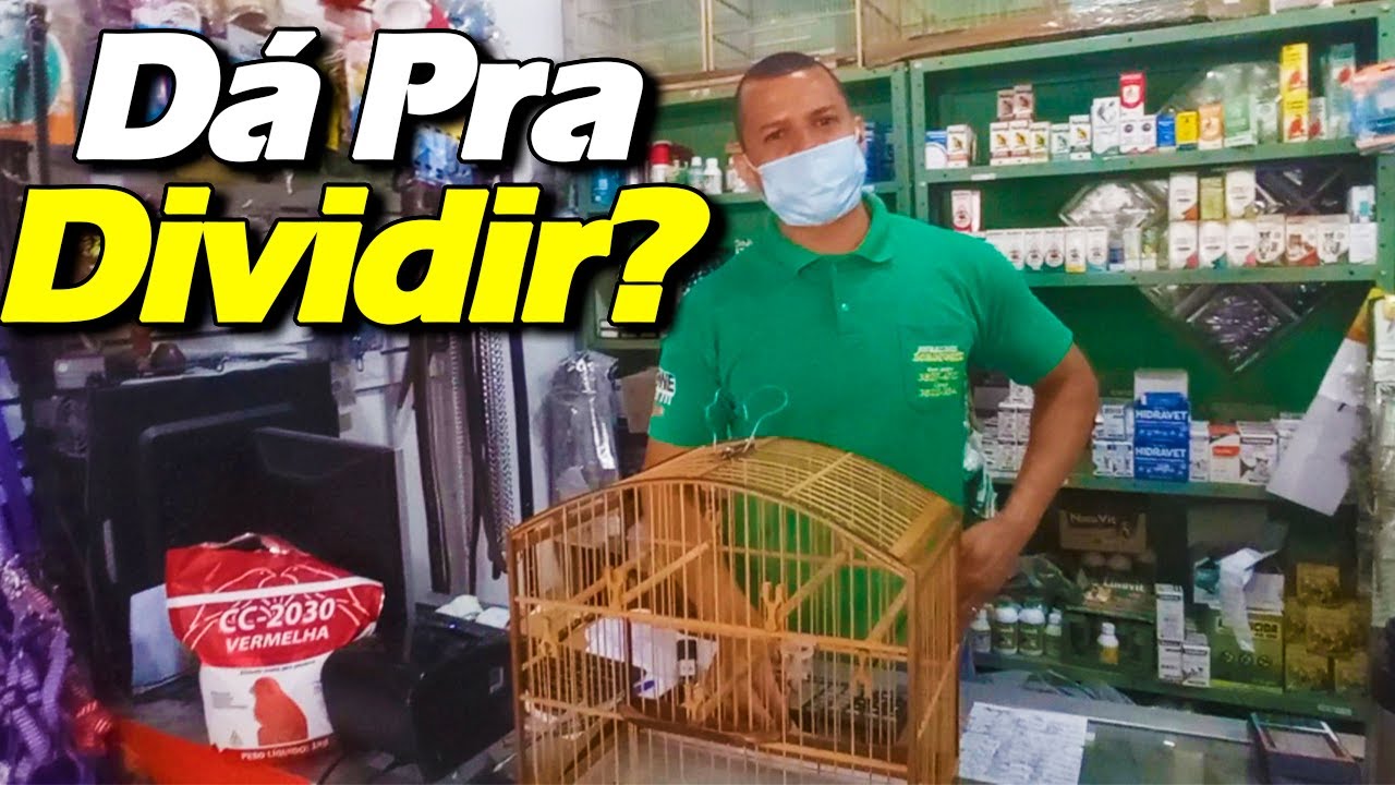 GAIOLA CERTA E BARATA COMO ACHAR - YouTube