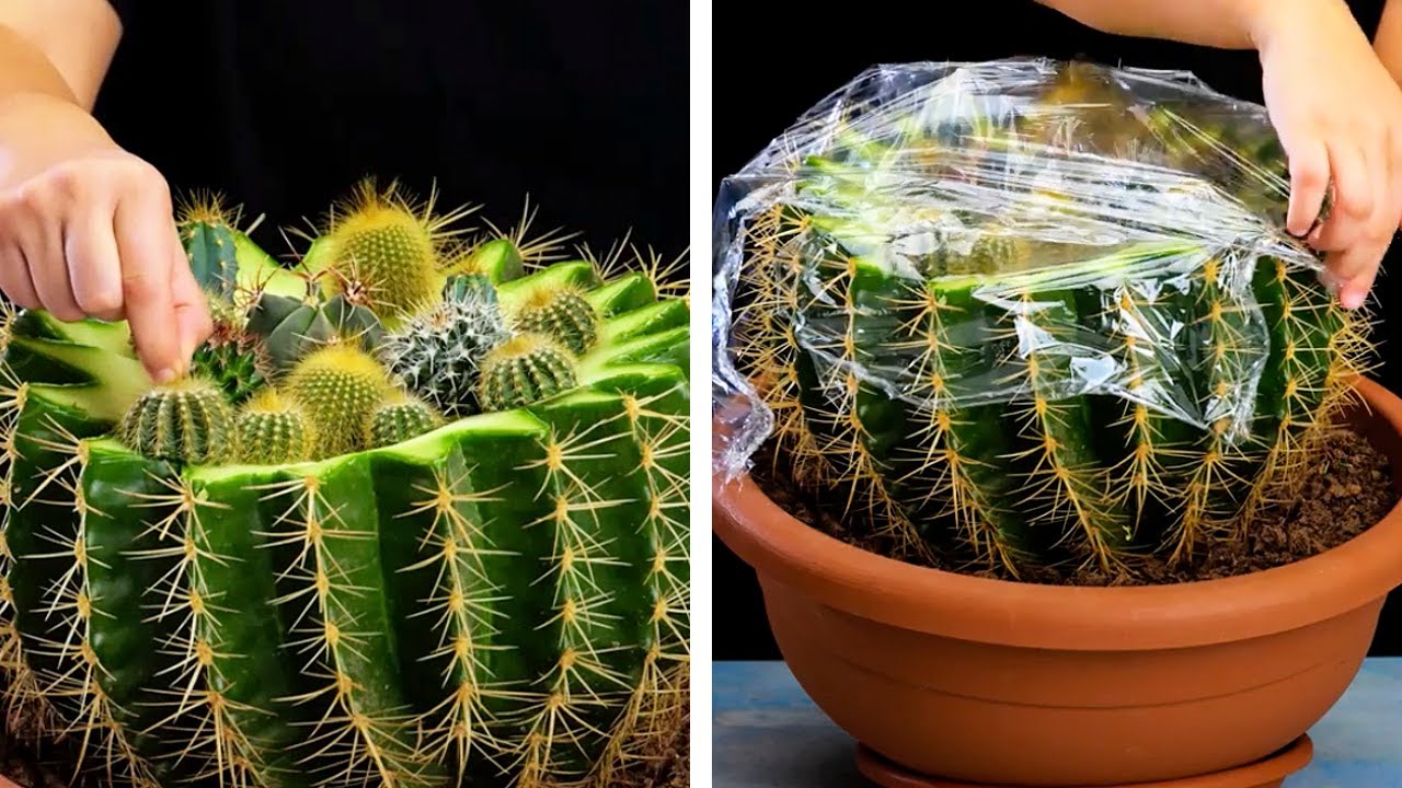 Gardening hacks and easy ways to grow anything! - YouTube