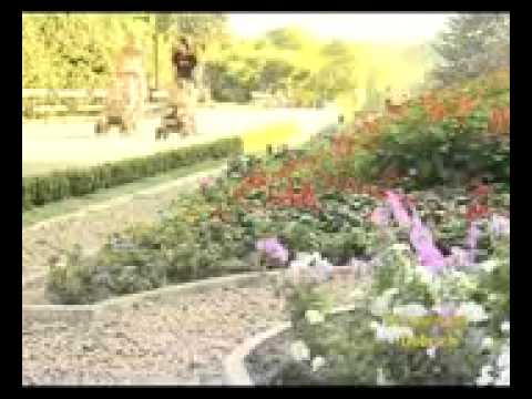 Kadriye Latifova-Ayva çiçek açmış