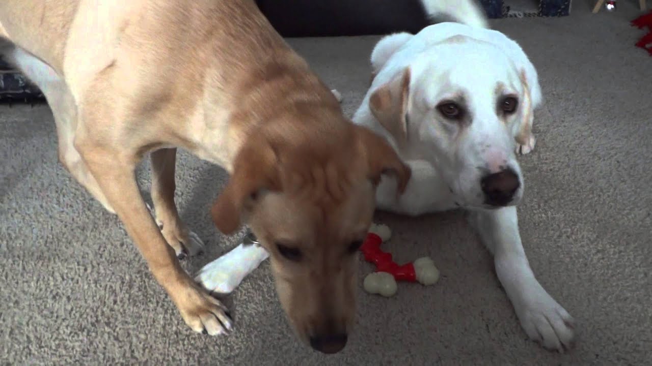Two Dogs, One Bone - YouTube