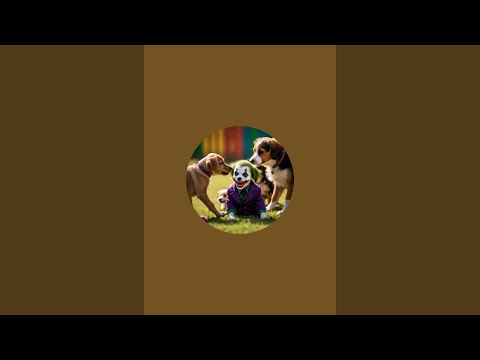 cute puppy dogy relaxing live dog ASMR and funny