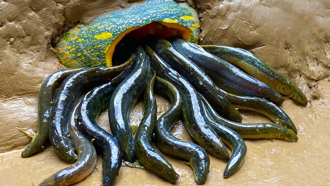 Fishing River Catch Underground EEL-Fish - Magnet Cooking Balls: Lego ...