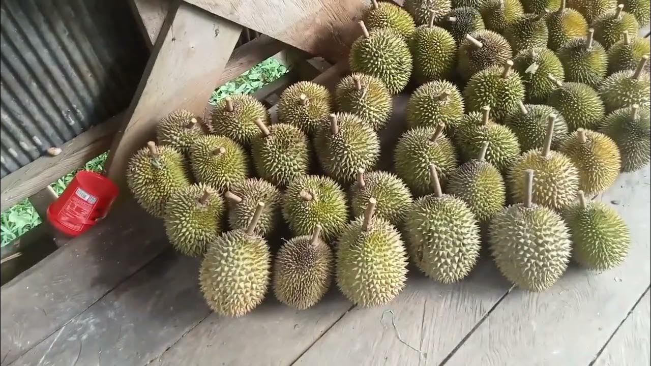durian Kalimantan kecamatan tering - YouTube