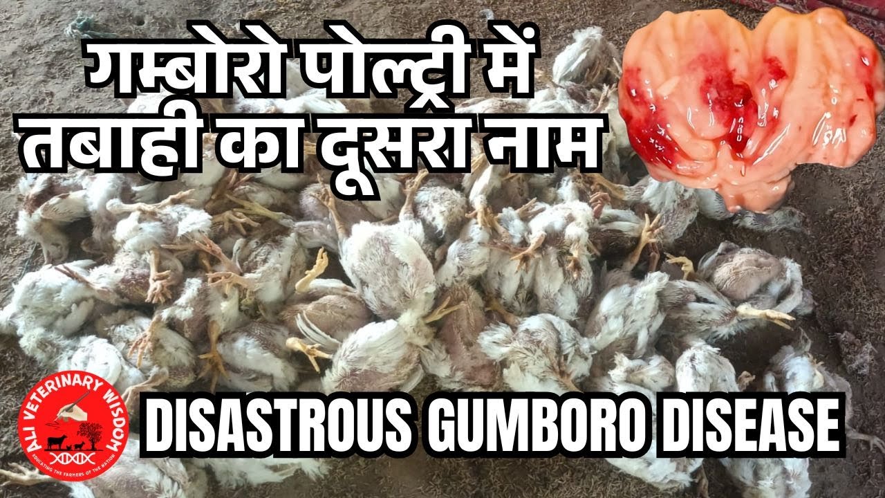 Gumboro Disease in Poultry पोल्ट्री में गम्बोरो Poultry Disease ...