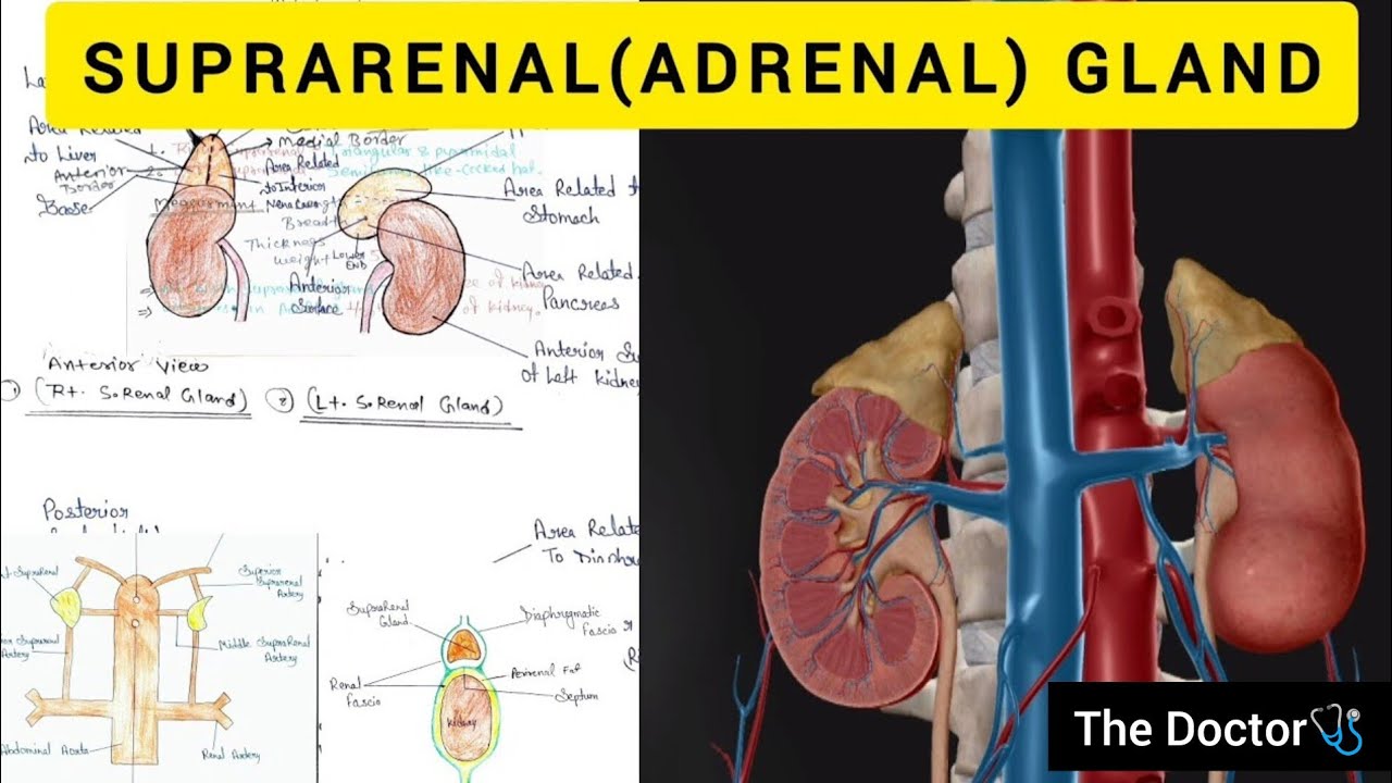 SUPRARENAL GLAND| ADRENAL GLAND| STRUCTURE| FEATURES| BLOOD SUPPLY ...