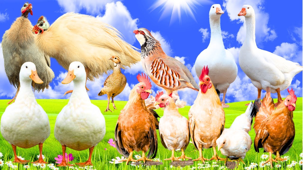 DUCKS TALKING: PARROT SINGING, ROOSTER SOUND: PEARL HENS, FUNNY GEESE ...