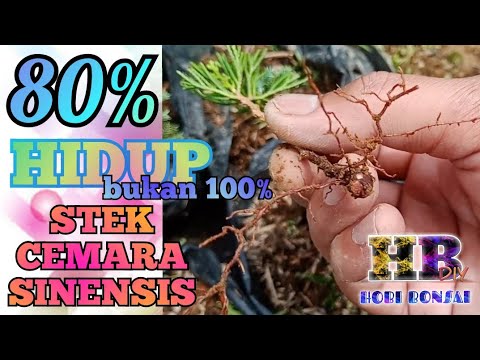 STEK CEMARA MUDAH DAN PASTI BERHASIL - YouTube